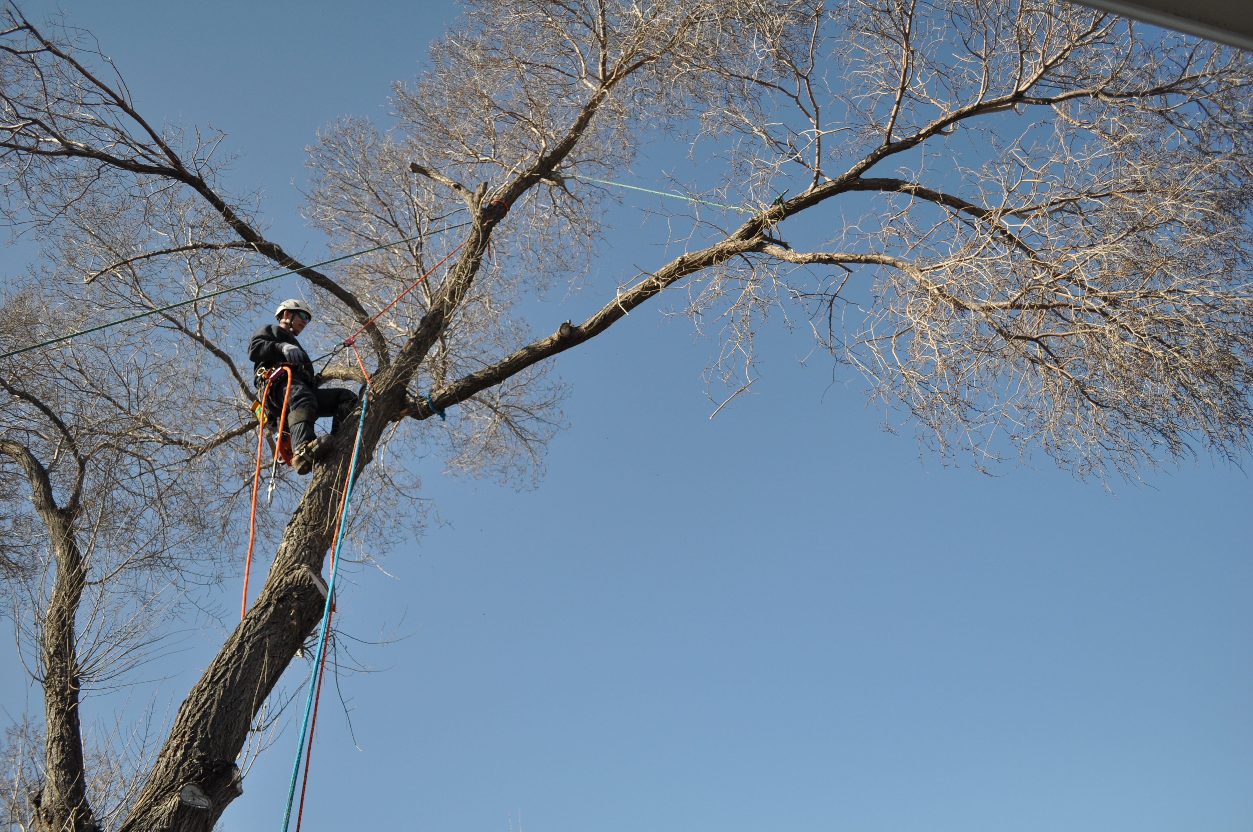 Tree Pruning - Tillotson Tree Removal